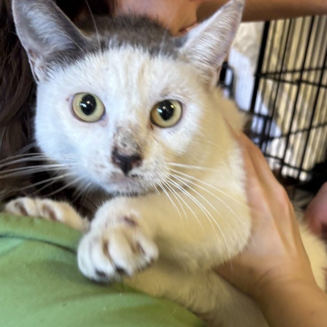 Memberships - Brevard Humane Society